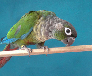 Mutation Greencheeks